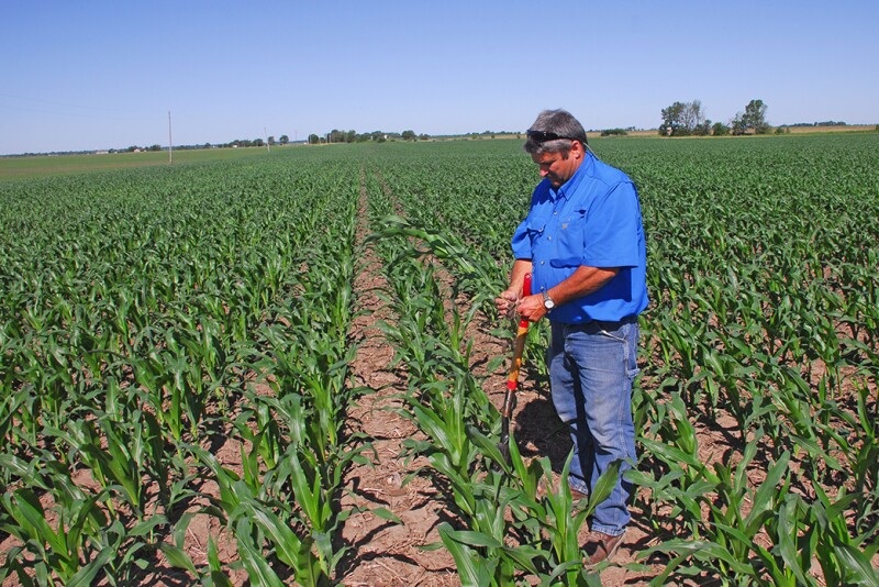 Seize Your Corn Yield Potential With Sulfur's Amazing Superpowers - AgWeb