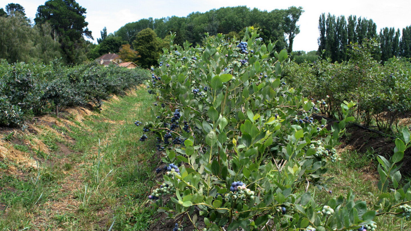 Chilean Blueberry Committee lowers export prediction - The Packer