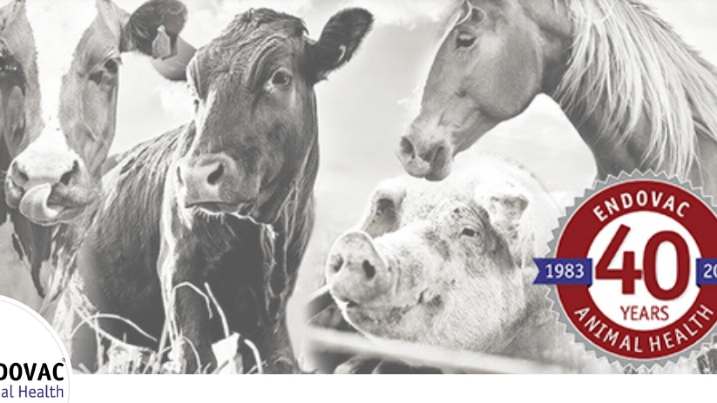 Endovac Celebrates 40th Anniversary - Bovine Vet