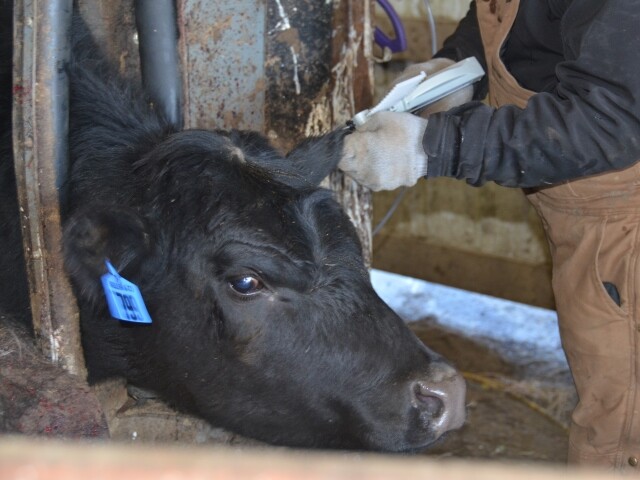 cattle implants comparison