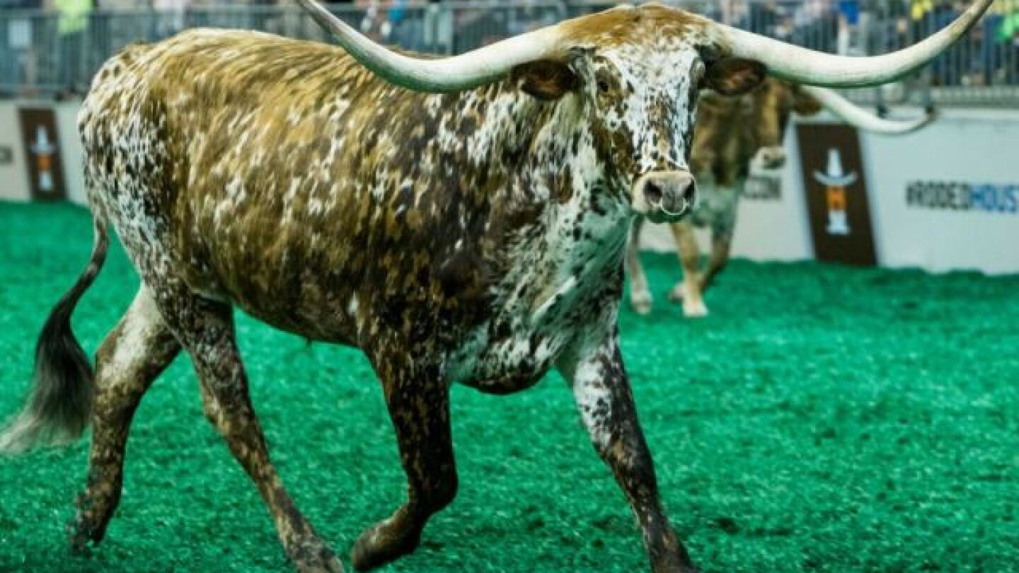 Longhorns Now Often Found in Shows, Rather Than on the Range - Drovers