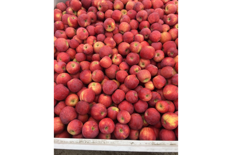 Strong Pazazz crop expected - The Packer