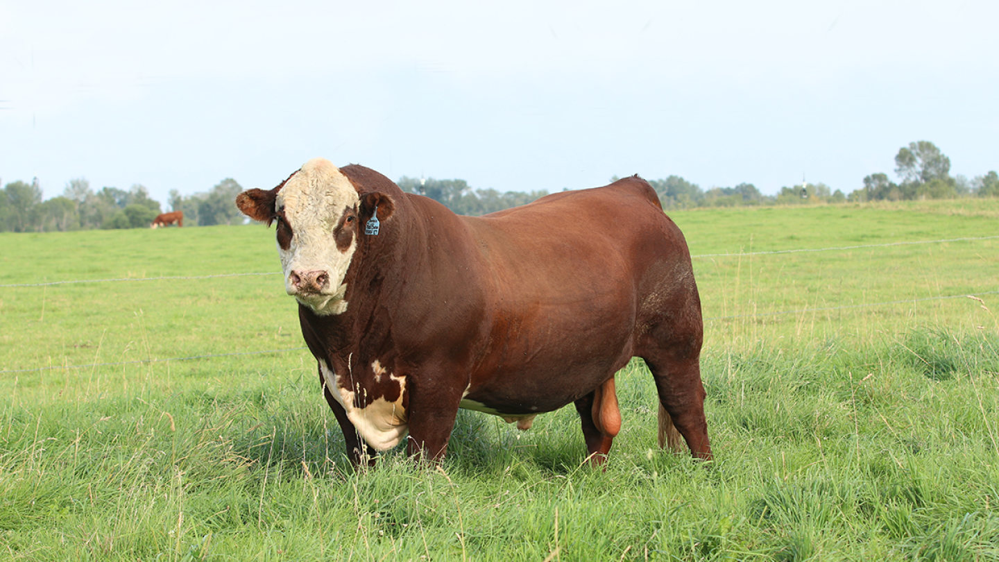 hereford cattle description