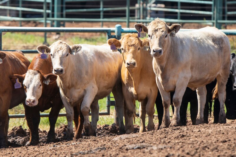 Kentucky Cattle Scheme With 78,000 Ghost Cattle Unravels - Drovers