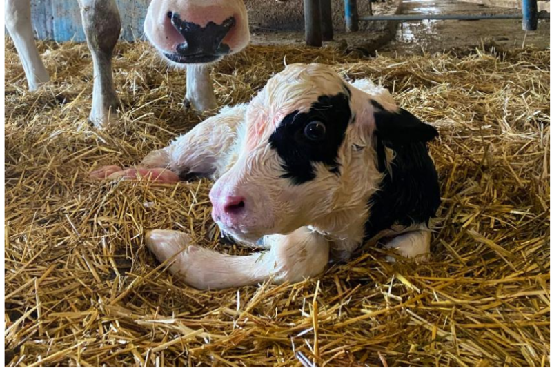 newborn calf protocol