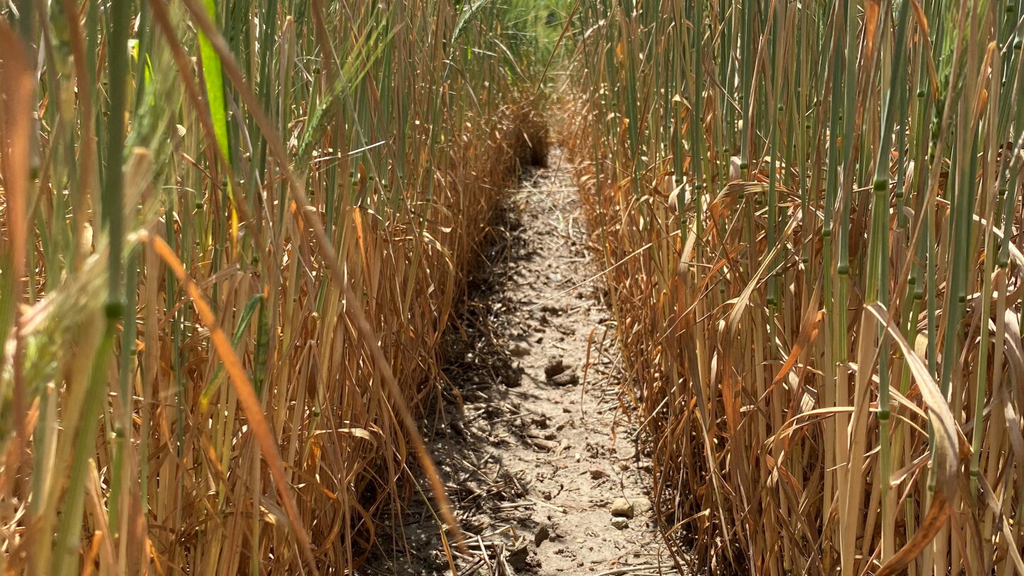 Droughts Hurting the World's Largest Economies - AgWeb