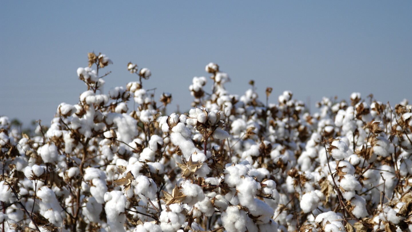 FiberMax and Stoneville Cotton Seed Offers Two New Seed Treatments ...