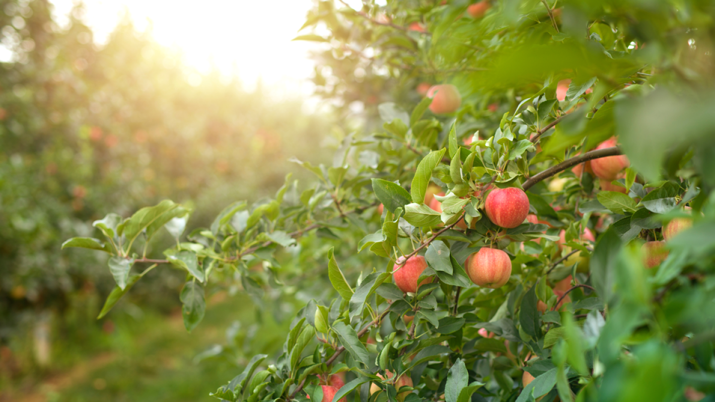 Legacy Fruit and Chelan Fruit team up - The Packer - Fruit and ...