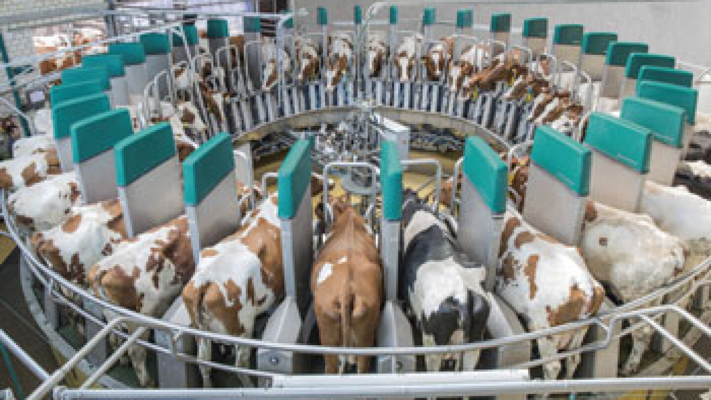 Robots on Rotaries - Dairy Herd