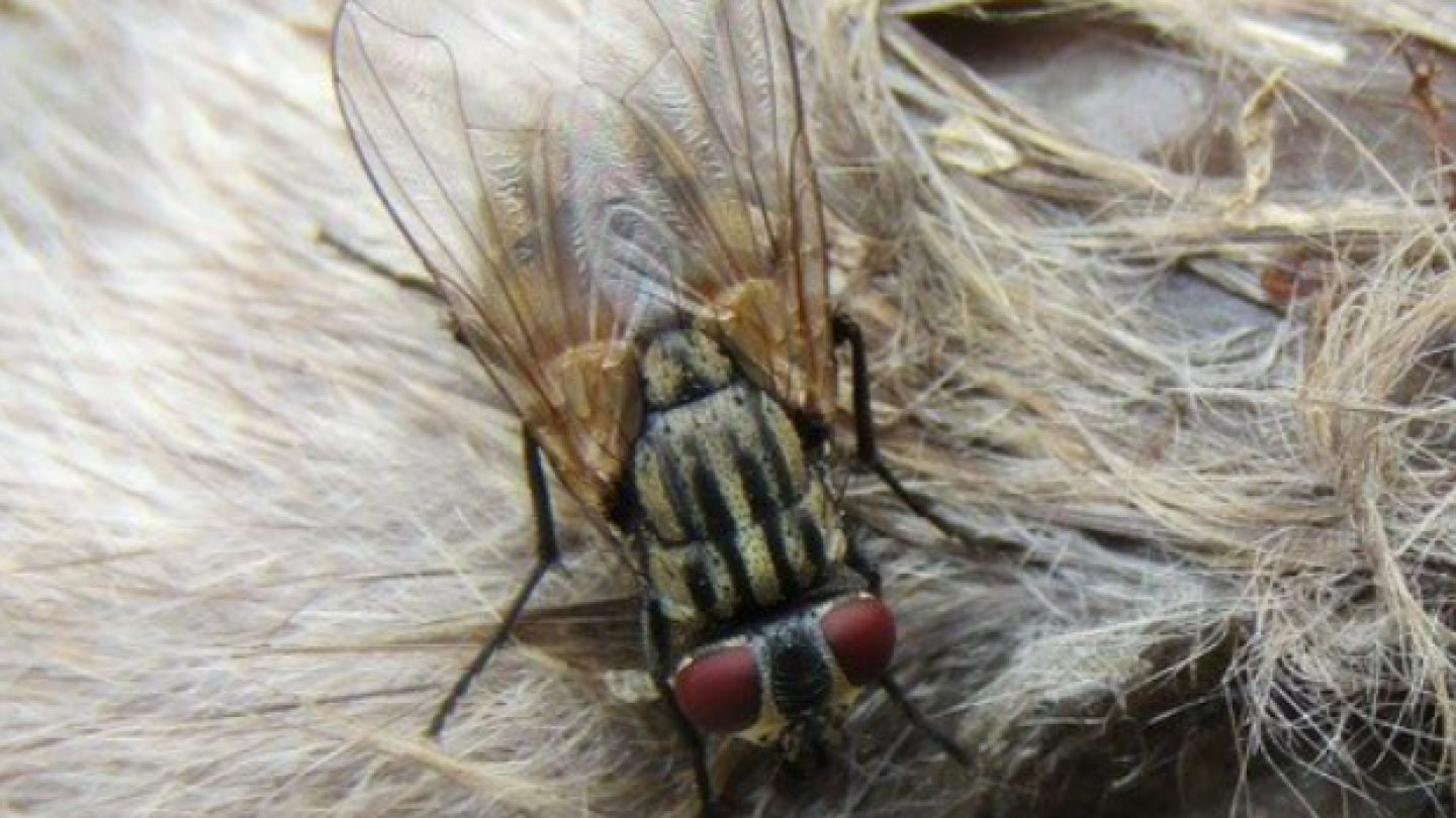 Shoo Fly: Can Coconuts Keep Flies Away? - Pork Business