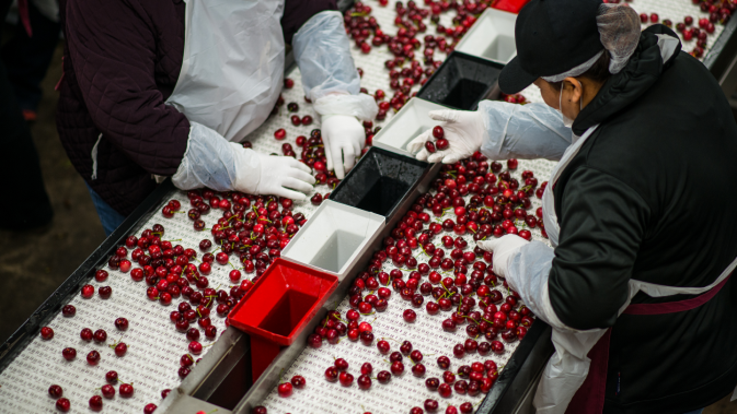 California cherry growers focus on COVID-19 precautions - The Packer ...