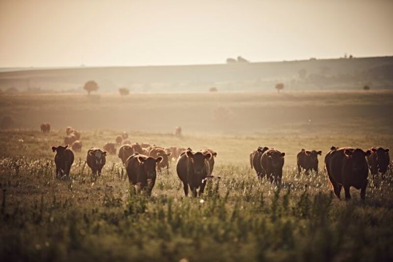 When can You Defer Cattle Sales Due to Drought? - Bovine Vet