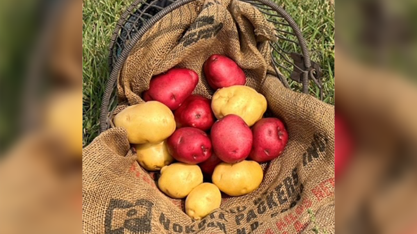 Potato growers working to stretch supplies - The Packer