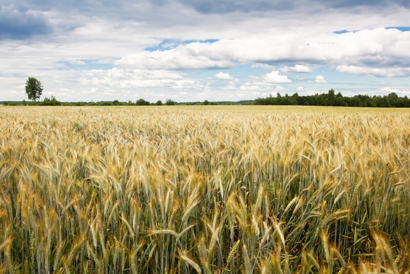 Flexible Farming: Small grains add diversity, market options to the ...