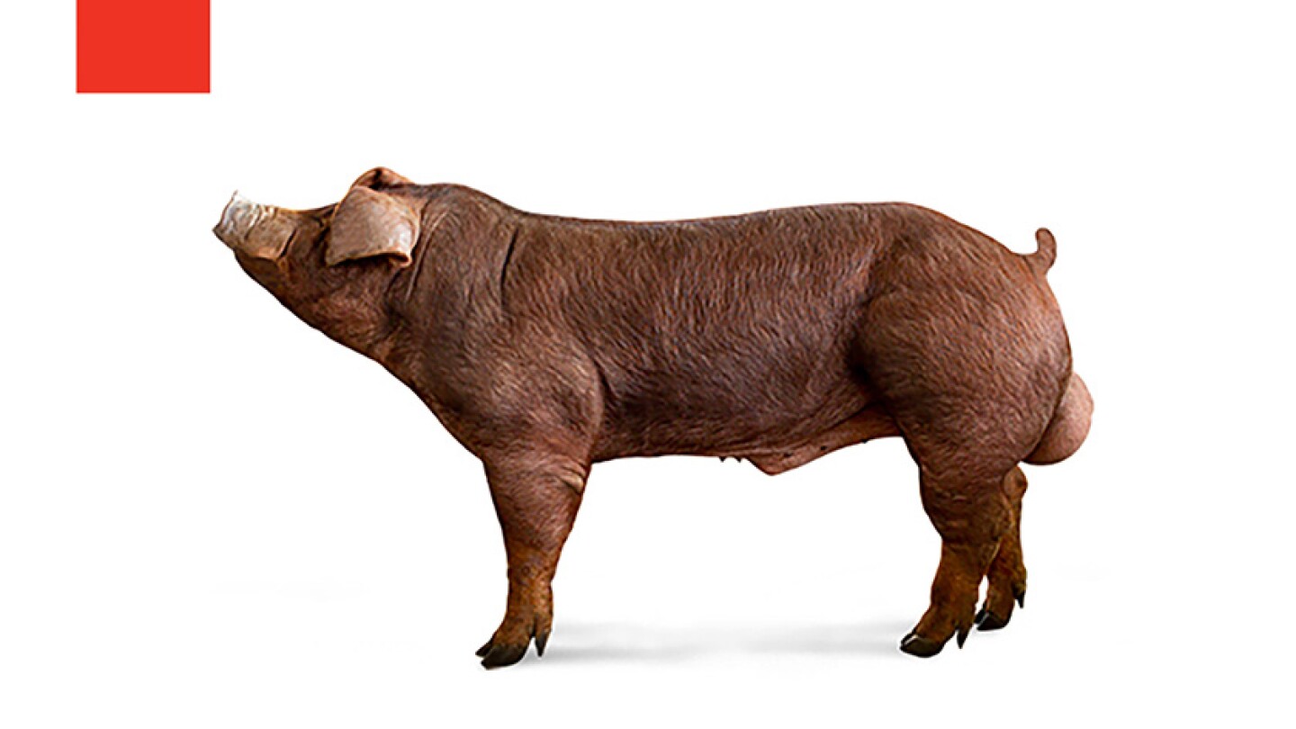 duroc pig