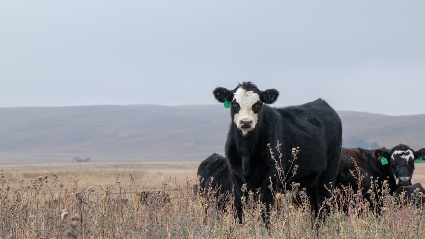 Cow Herd Liquidation and its Tax Implications - Drovers