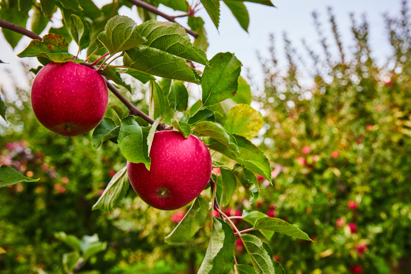 Early harvest estimate for Washington apples shows a return to normal ...