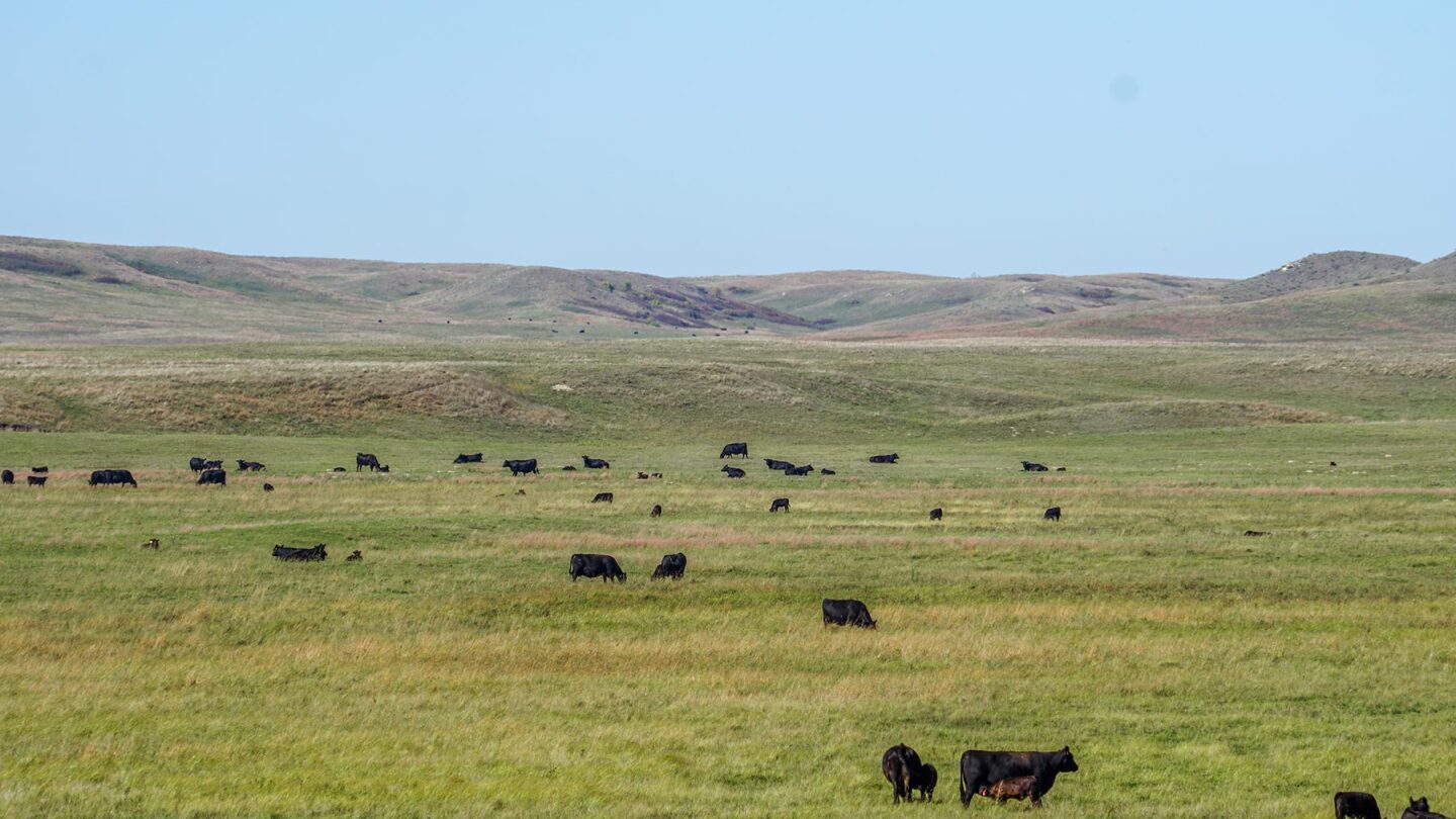 Chad Ellis Named Founding Chair of Trust In Beef™