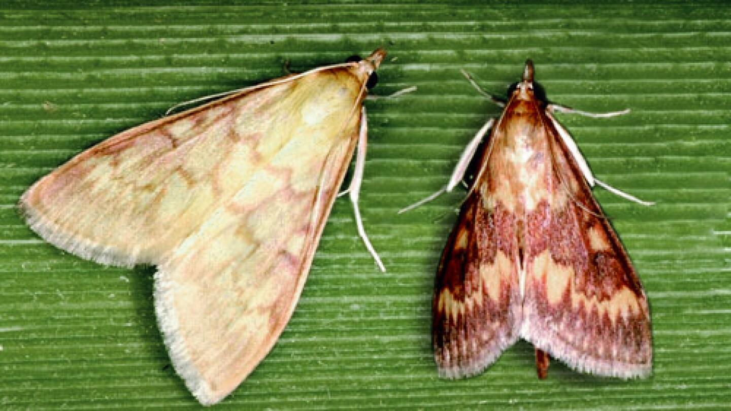 6 Moth Species You Need to Know About - The Scoop - Ag Retail News ...