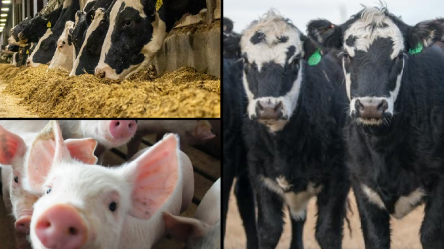 Vaccines Using mRNA Can Protect Farm Animals Against Diseases ...