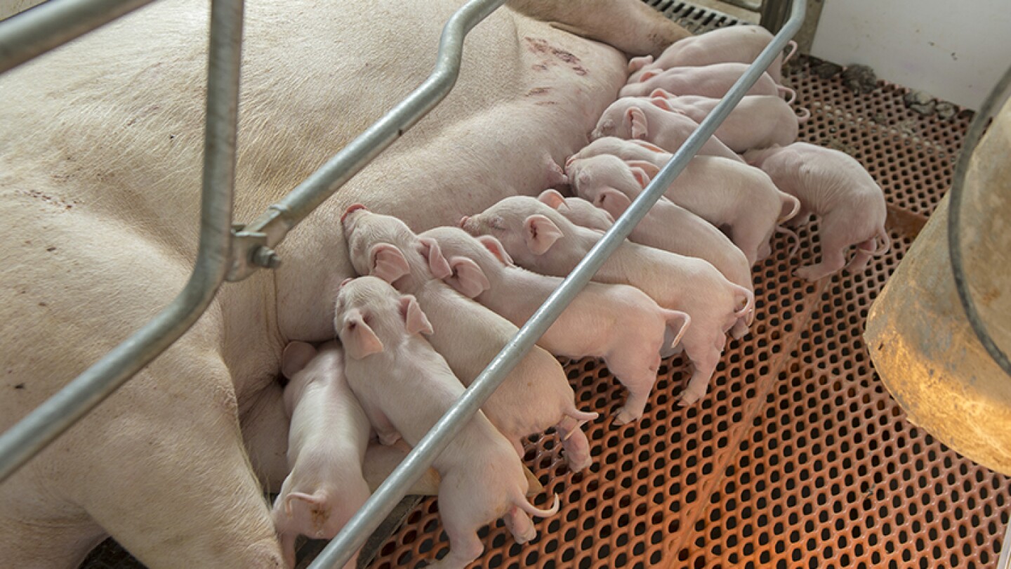 Will Growing Exports and Domestic Demand Increase Hog Production in ...
