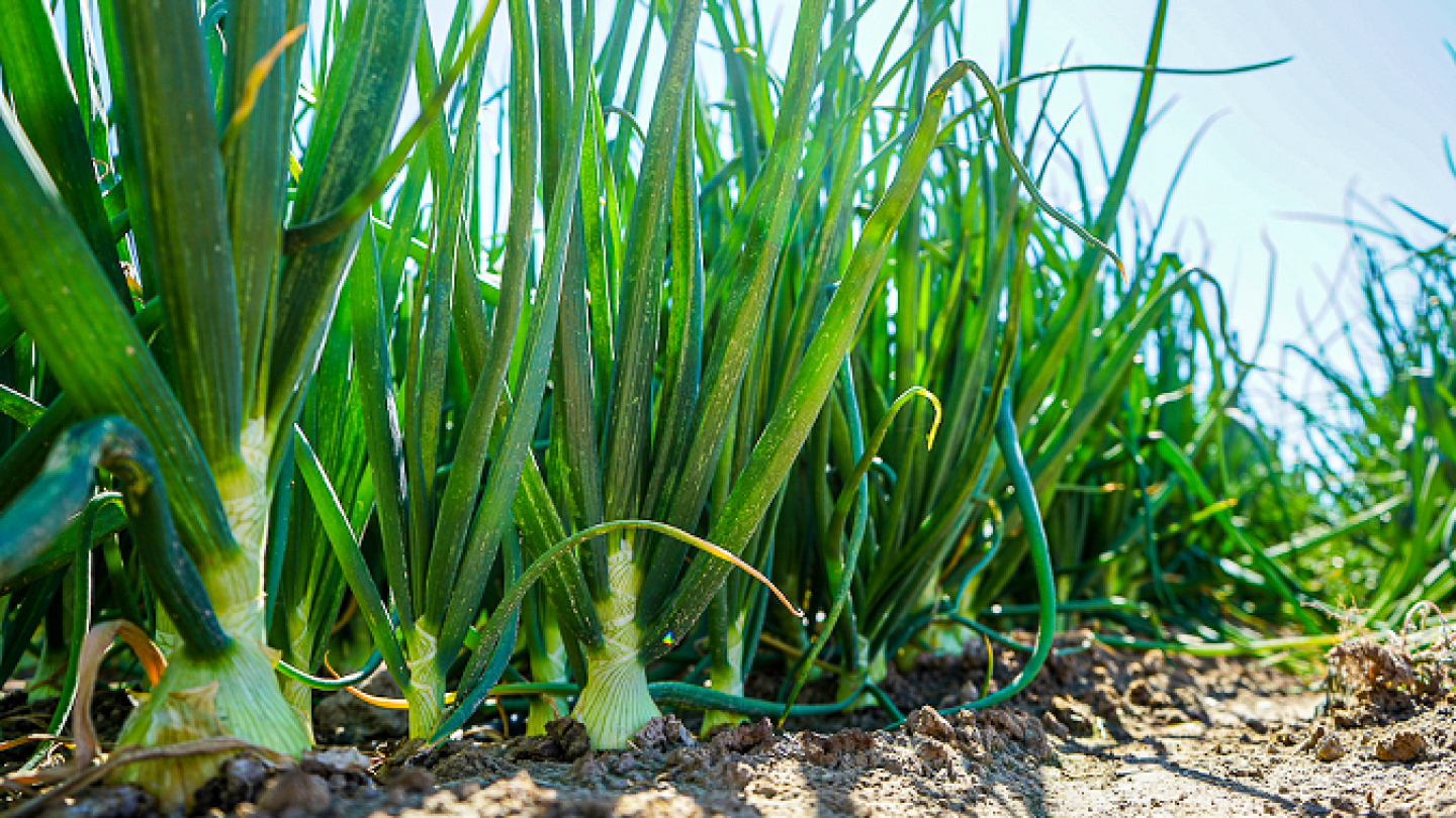 Eagle Eye Produce shipping new crop onions - The Packer