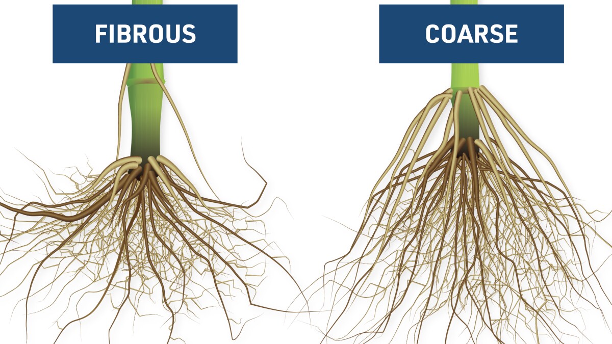 plant roots types