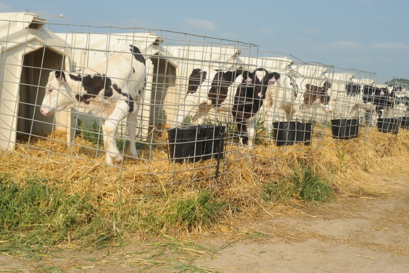 Record Sire Identification by NAAB Code - Dairy Herd