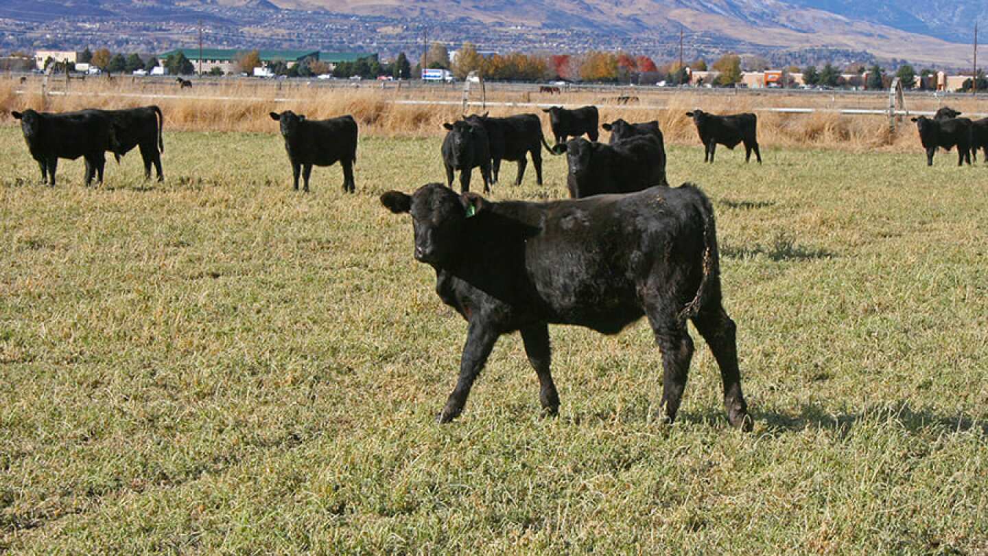 Derrell Peel: Cattle Numbers Will Be Supportive in 2021