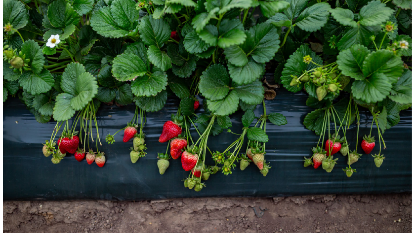 California's Oxnard strawberry crop starts with positive outlook - The ...