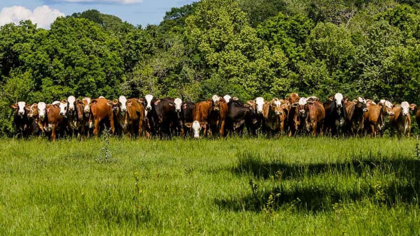 Speer: EIDs – Signal Versus Noise