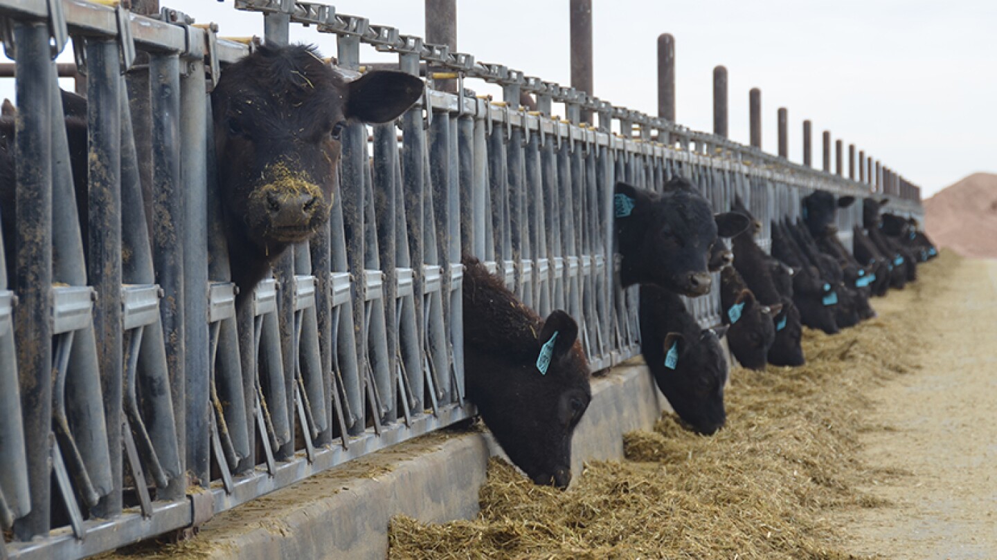 Sustaire: Beef and Dairy Industries Must Cooperate For Greater Success ...