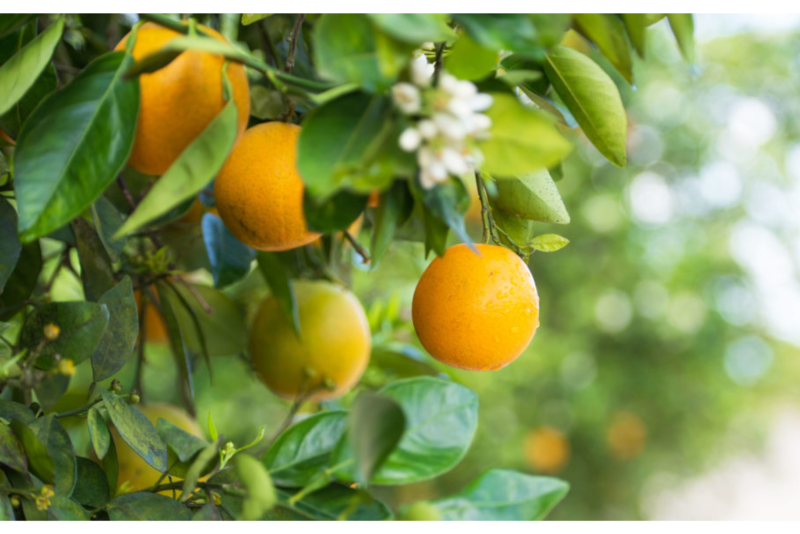 Florida citrus growers vote to maintain marketing order - The Packer ...