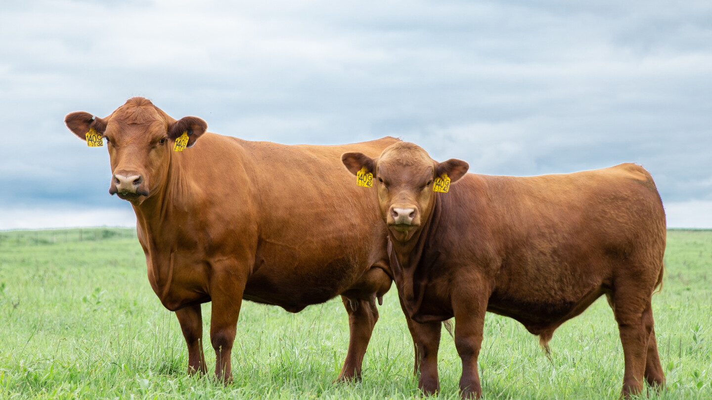 Cow Power Delivers Validation and EPD Accuracy - Drovers