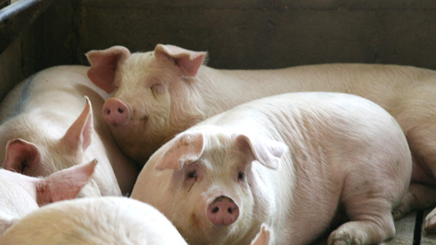 Developing Replacement Gilts: How to Nourish Your Long-Term Investment ...