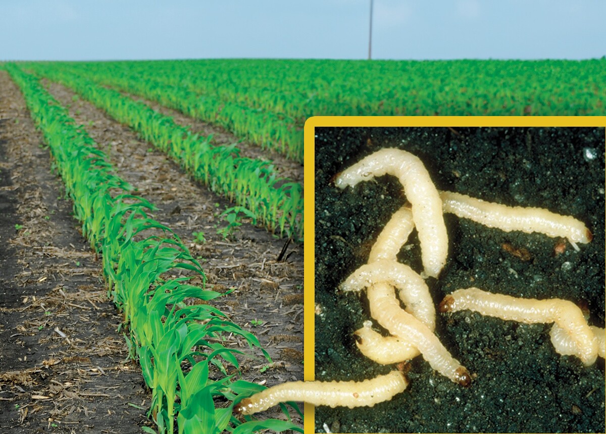 corn rootworm
