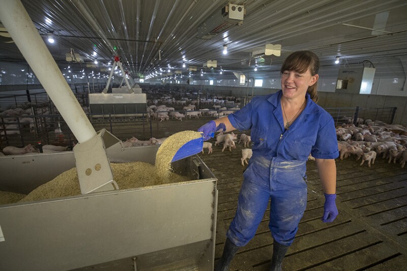 USDA Offers More Aid to Swine Producers Through CFAP