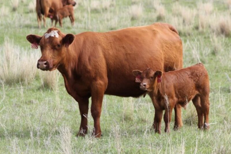 Body Condition Scoring of Cows