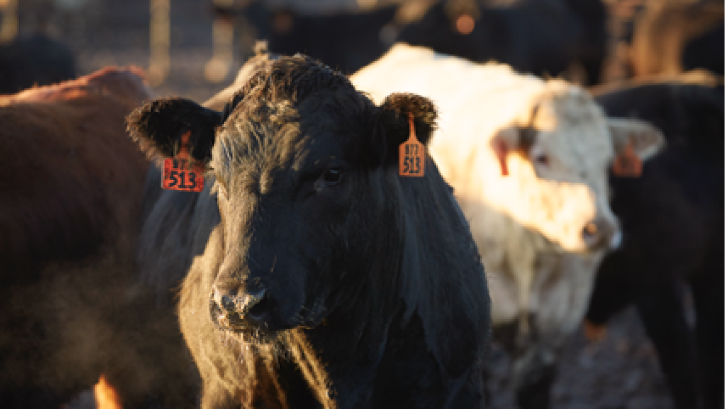 Antibiotics 101: Tips for Choosing the Right Treatment for Your Cattle ...