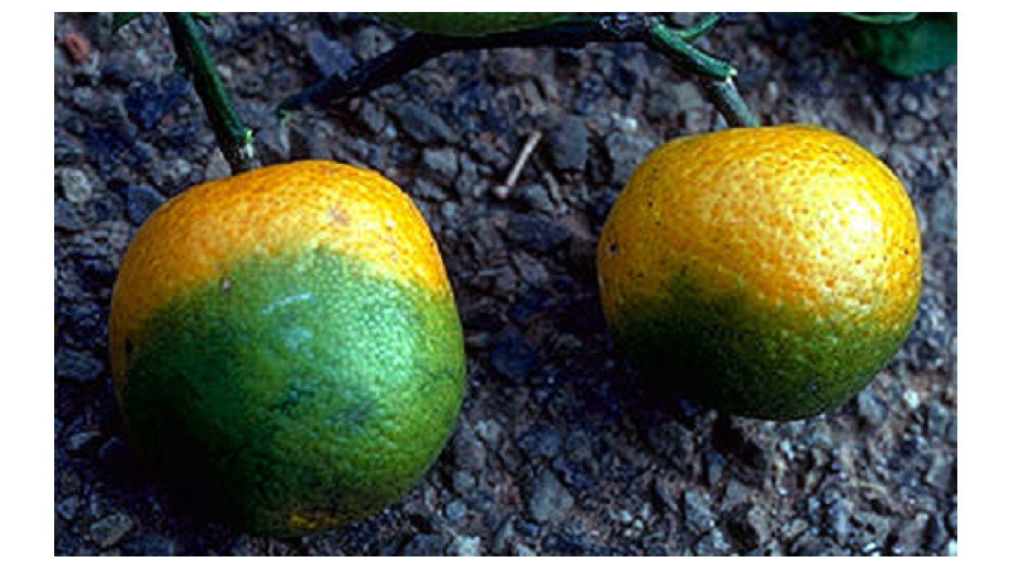 California researchers find promising HLB treatment - The Packer