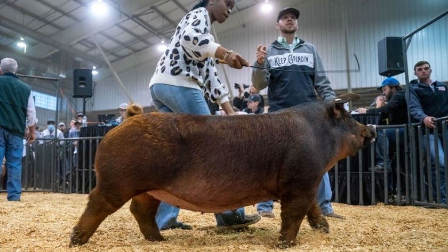 Lucky Penny Sells for $17,000 in OYE Night of Stars Gilt Sale - Pork ...