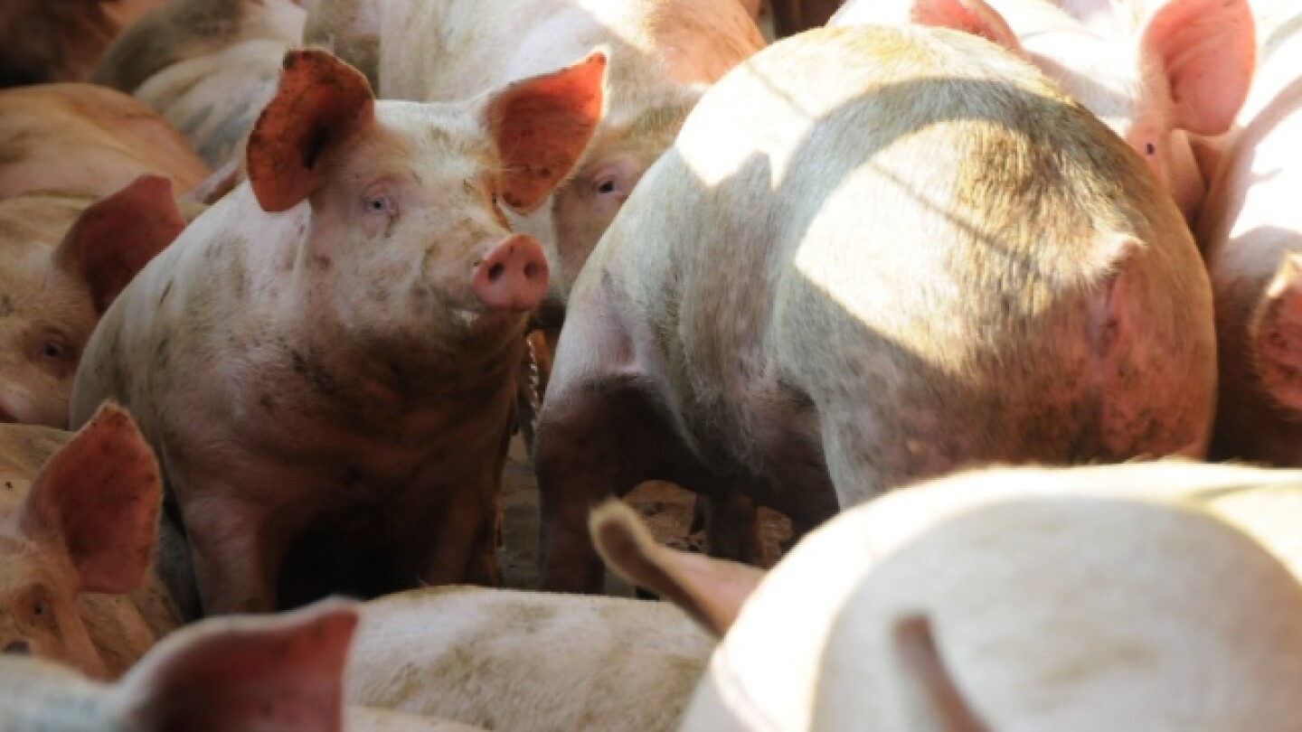 Meat Producer Cranswick Maintains 2023 Outlook on Tight Check on Costs ...