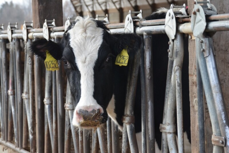 Dry Cow Treatment now in Larger Package Option