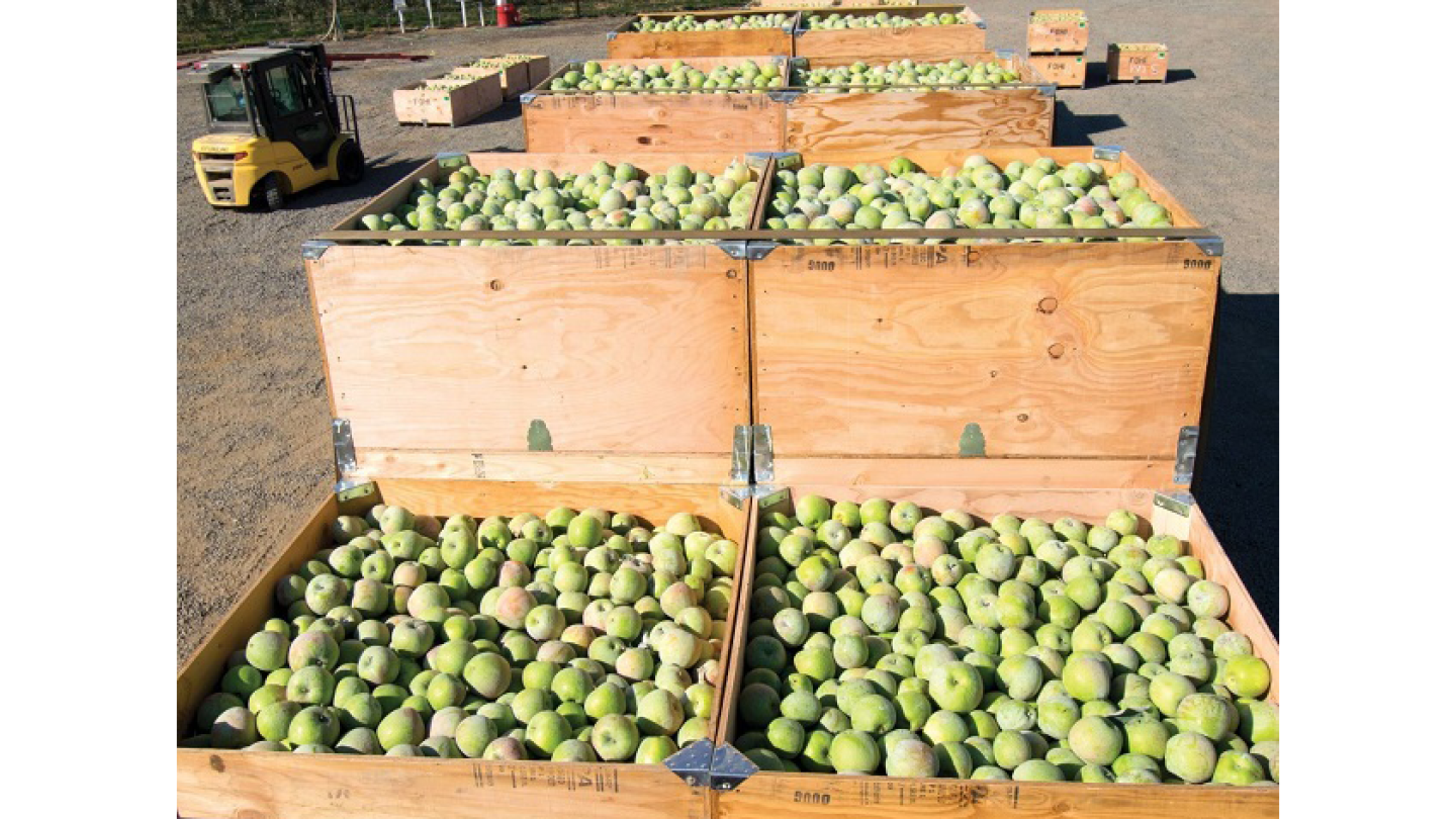 2021 Arctic apple harvest complete, includes first Arctic Fuji crop ...