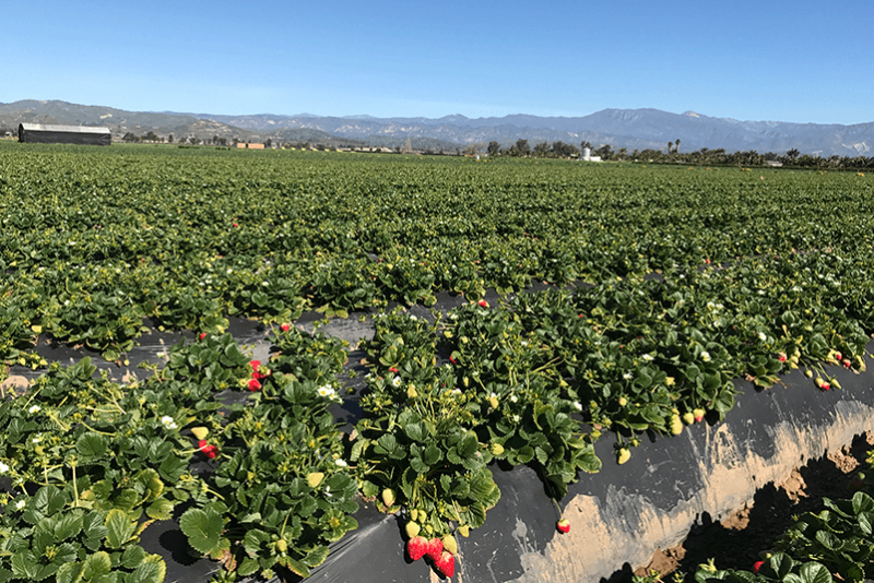 Some Growers Plow Under Fields As Fruit, Vegetable Demand Disappears ...