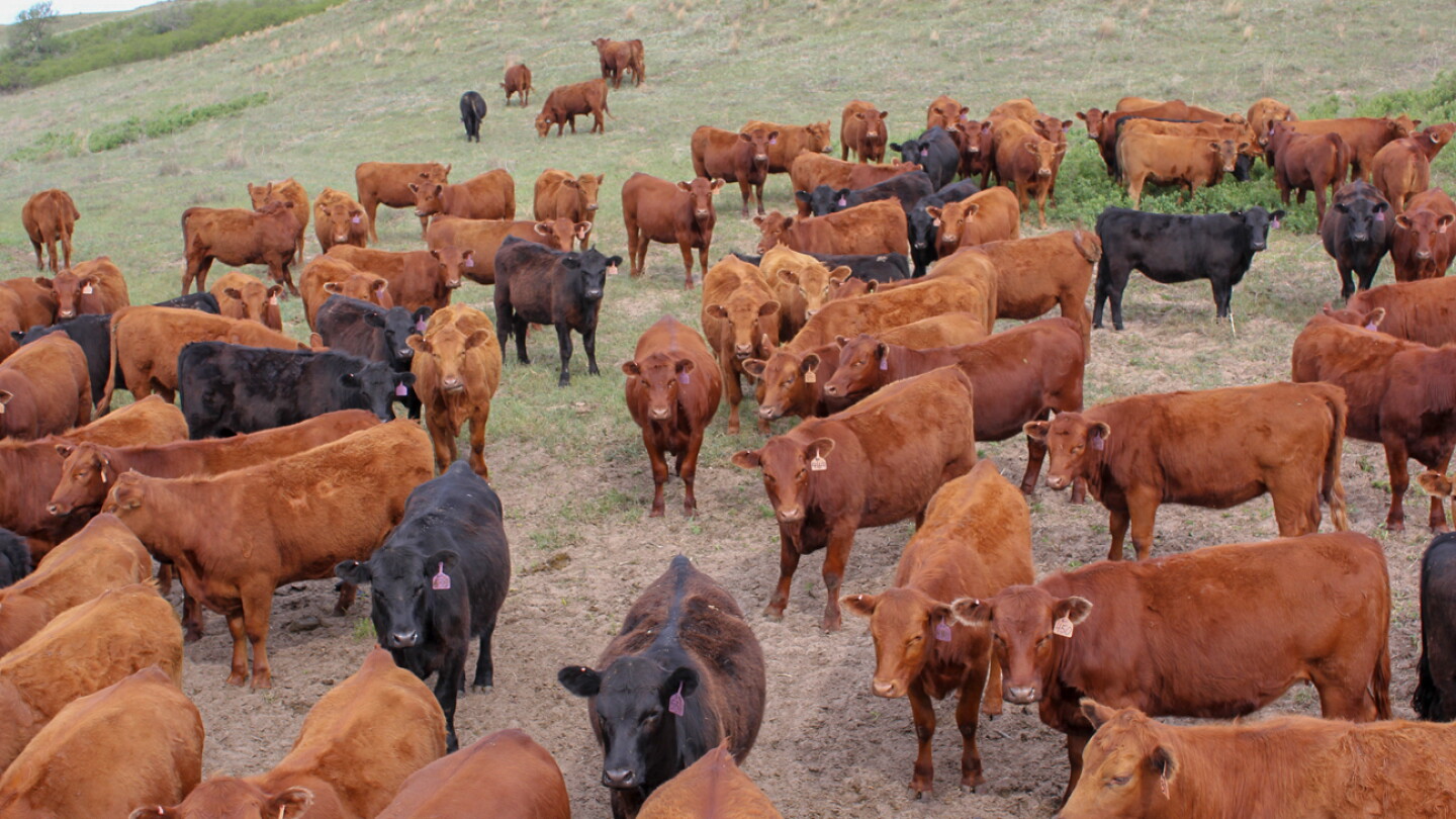 Building Back Better: Tips for Replacement Heifer Development - Drovers