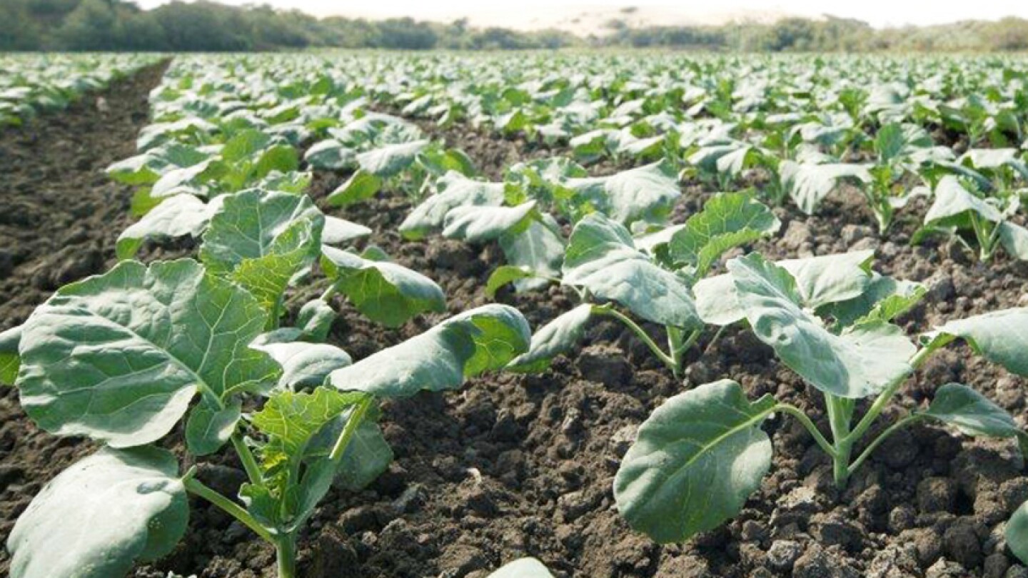 Beachside Produce expands vegetable acreage - The Packer - Fruit and ...