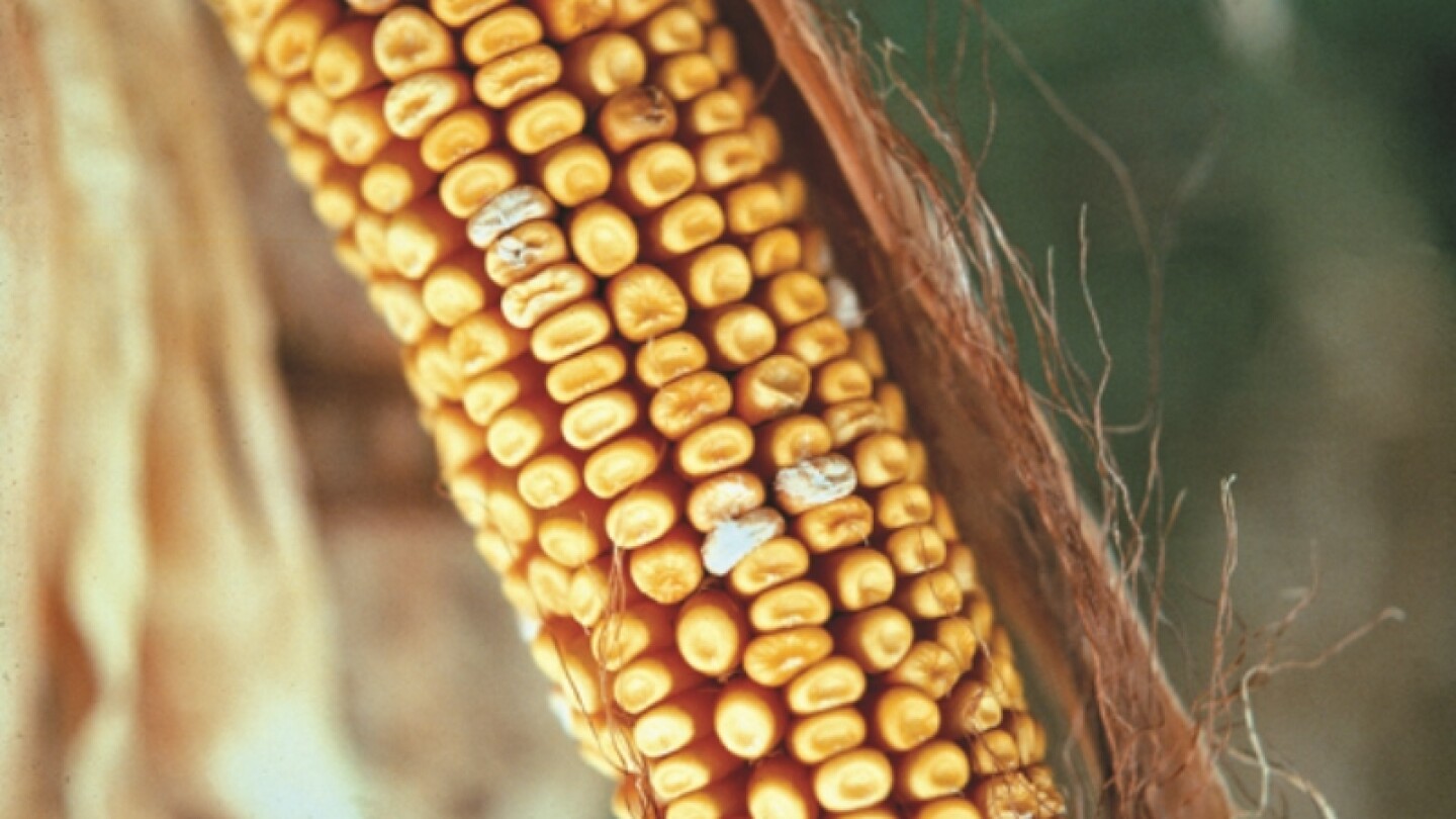 Fumonisin Reaches Critical Level in Texas and Oklahoma Corn Crop - AgWeb