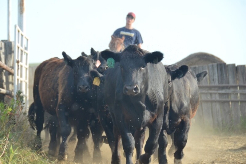 beef cattle farmer