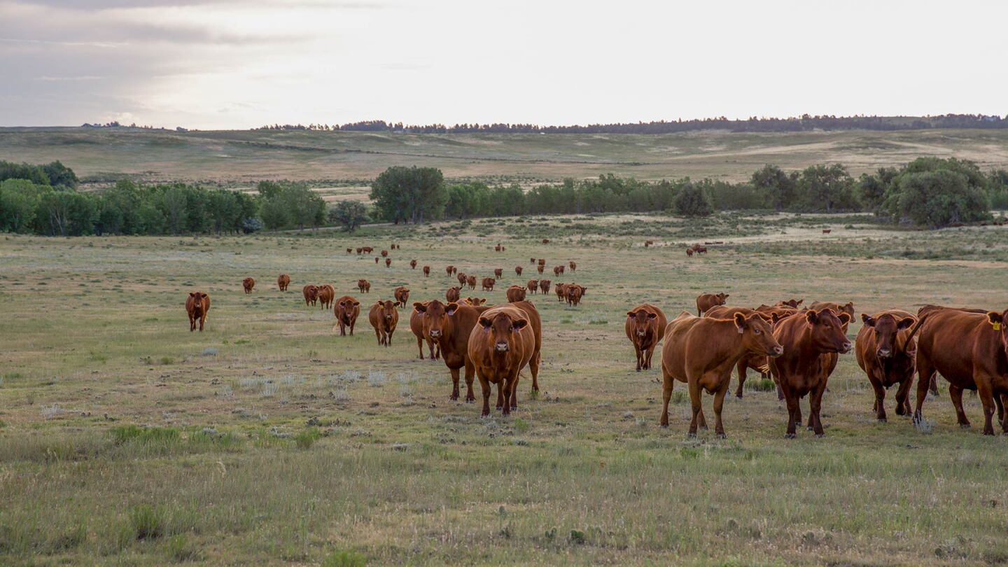 How Big is the U.S. Cattle Herd? - Drovers